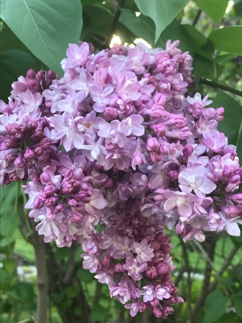 Lilacs and bonfires – Emy Minzel